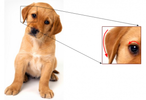 Feature Extraction Using Python, Image Feature Extraction