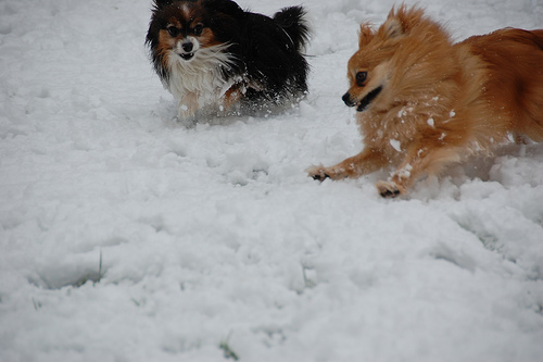 Create Your Own Image Caption Generator using Keras!