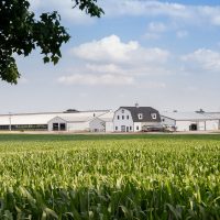 Machine Learning in Dairy Farming | Use ML for Dairy Farming Efficient