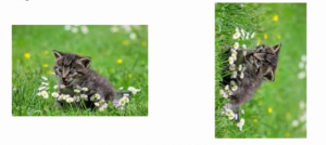 Image Augmentation Techniques | Image Augmentation for Deep Learning