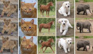 DragGAN: AI Tool For Editing Images - Analytics Vidhya