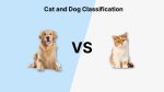 How to Classify Cats and Dogs Using CNNs in Python?