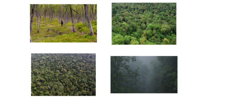 Flame Guardian: Deep Learning-Based Fire Detection System