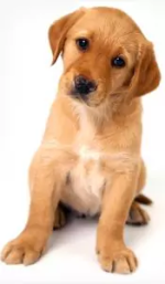 HOG Feature Descriptor: Feature Engineering for Images